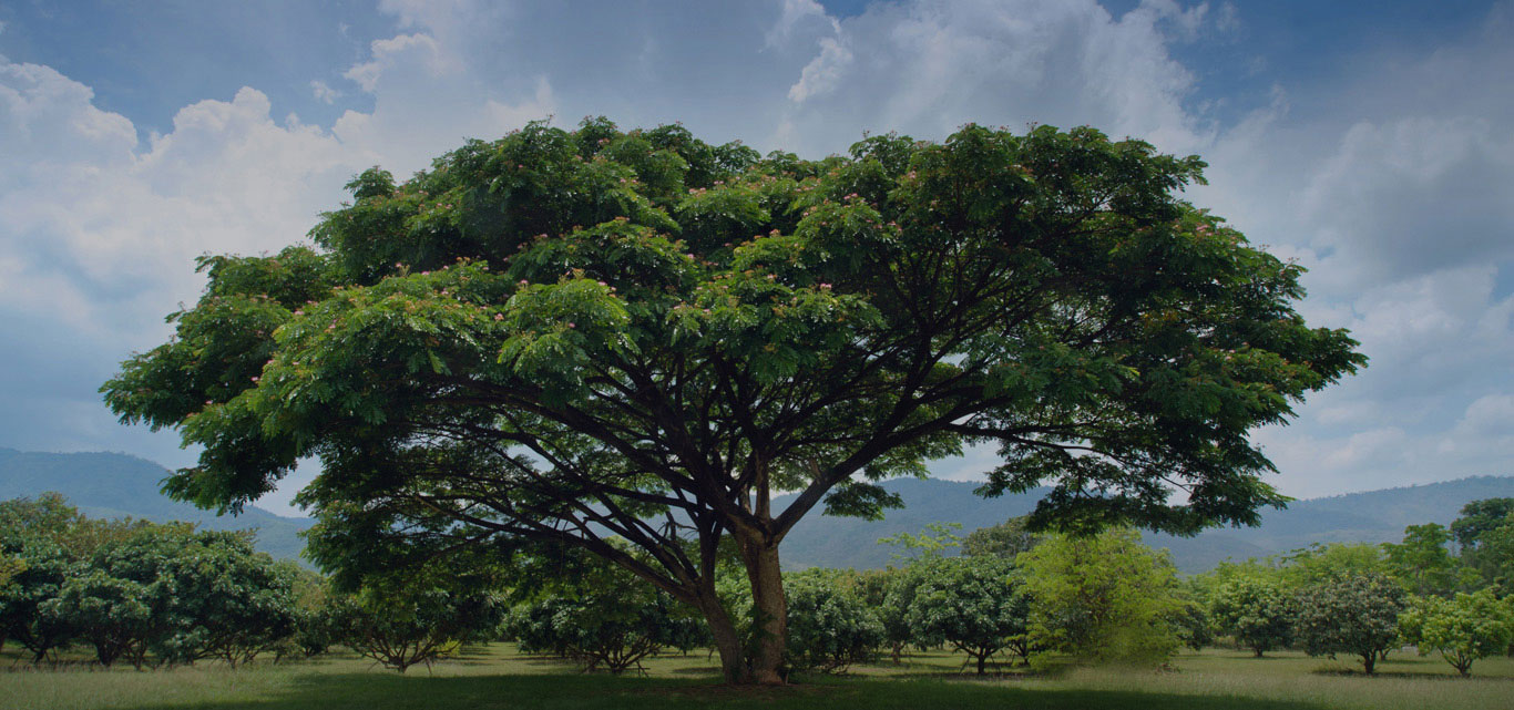 Cenizaro | Story | Cenizaro Hotels & Resorts